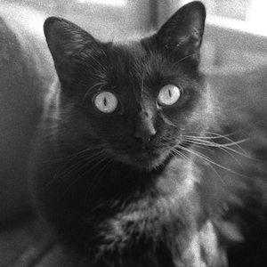 Library Mews: Hinaichigo | Middlebury Libraries